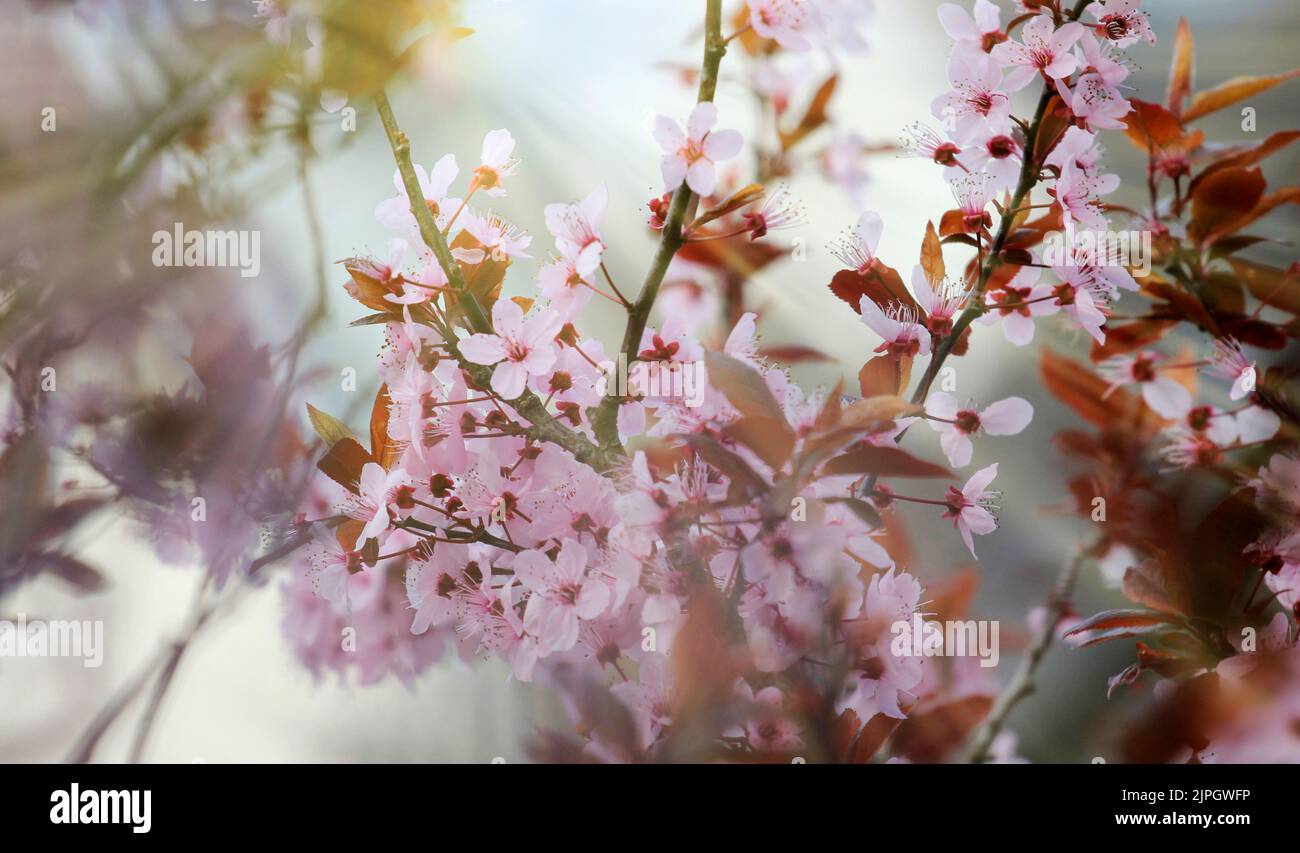 sunbeams, spring, tree blossom, sun beams, sun ray, sun rays, sunbeam ...