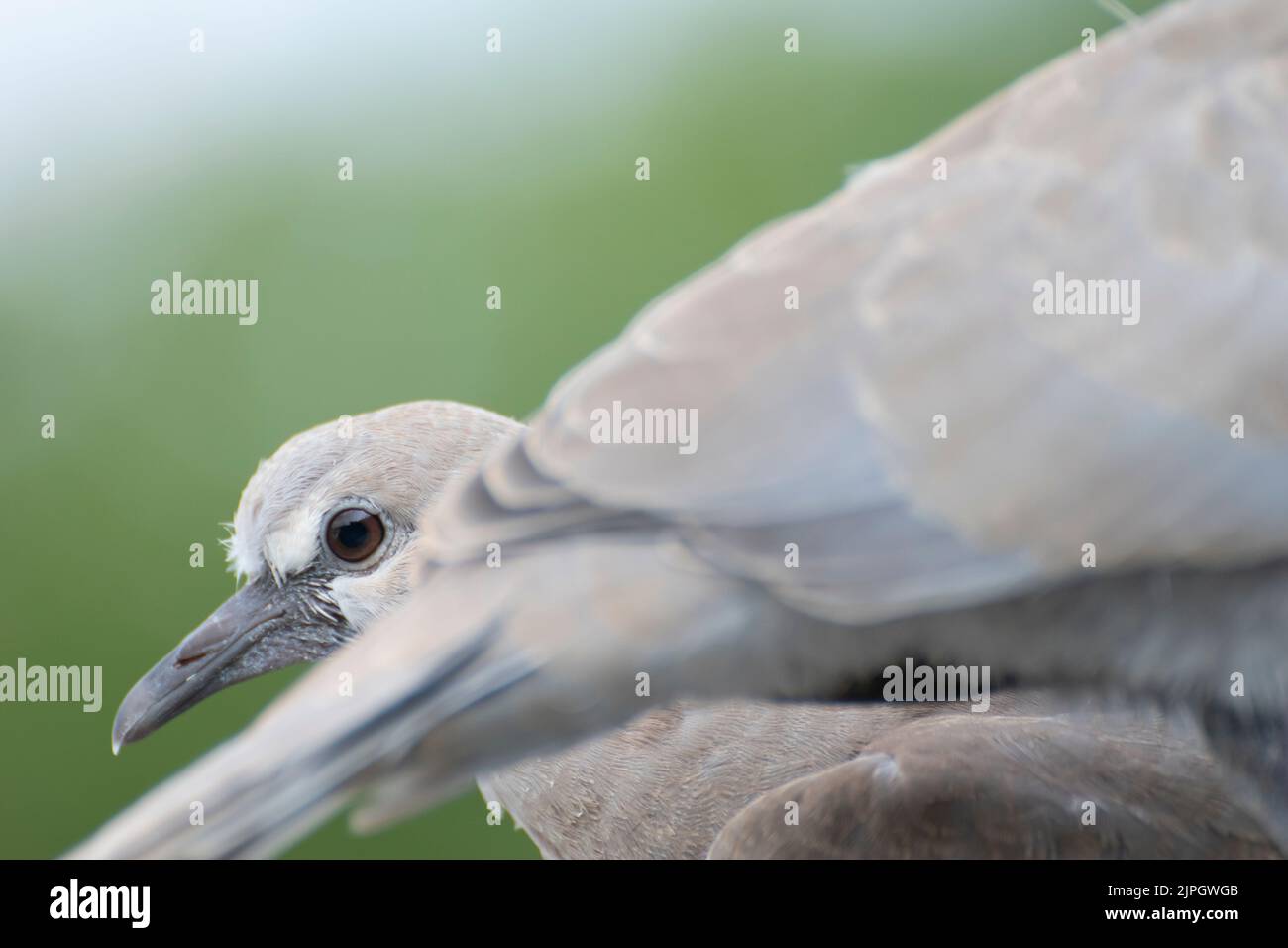 Close-up shot of a young turtle dove showing different facial ...