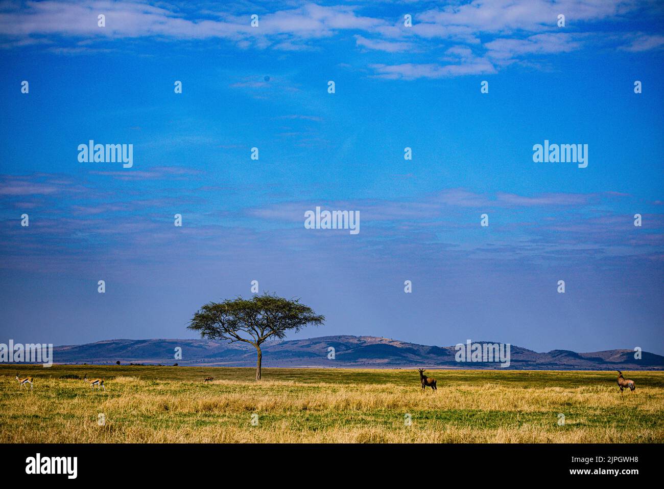 Damaliscus lunatus jimela is a subspecies of topi, and is usually just ...