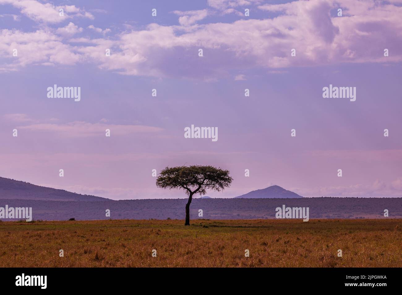 Maasai Mara National Game Reserve Park triangle Narok County Kenya East ...