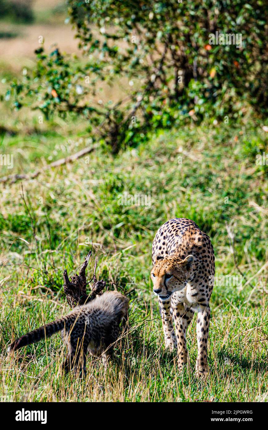 cheetah is a large cat and the fastest land animal. It has a tawny to ...