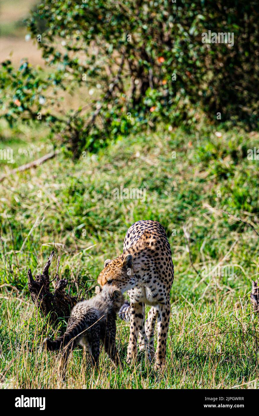 cheetah is a large cat and the fastest land animal. It has a tawny to ...