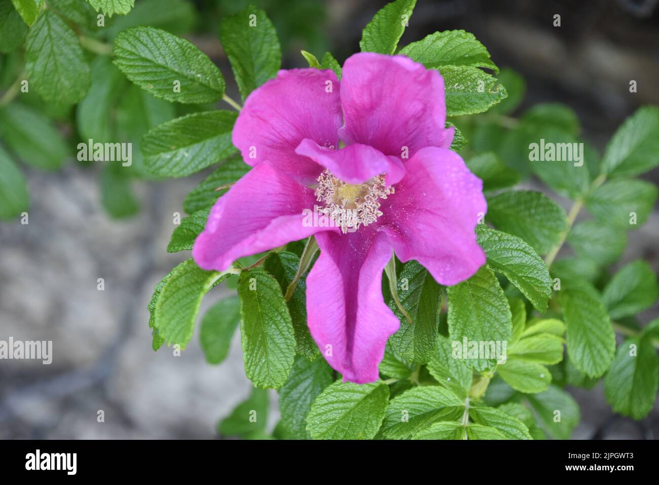 Pretty pink rose hip flowers blooming in the summer time Stock Photo ...