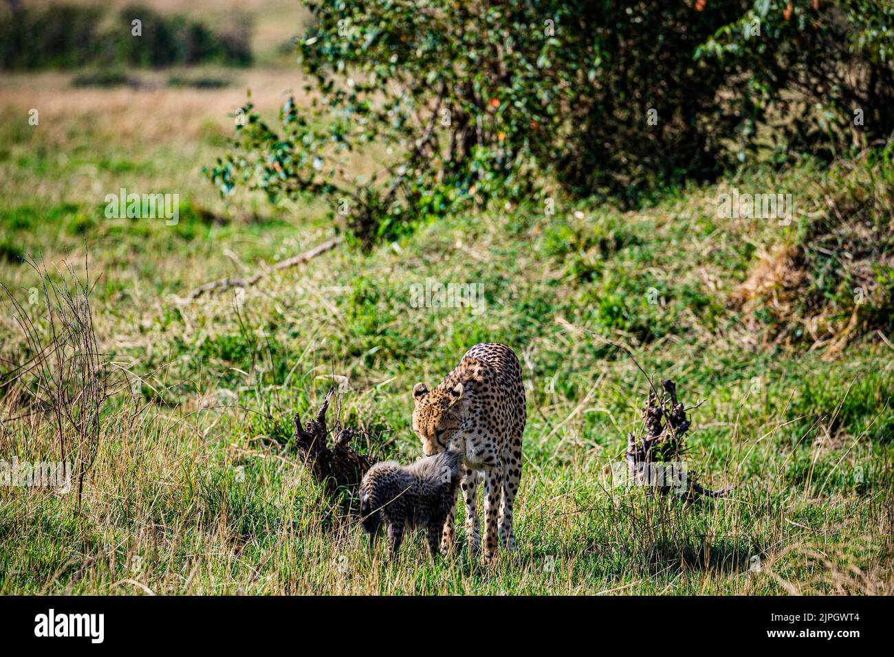 cheetah is a large cat and the fastest land animal. It has a tawny to ...