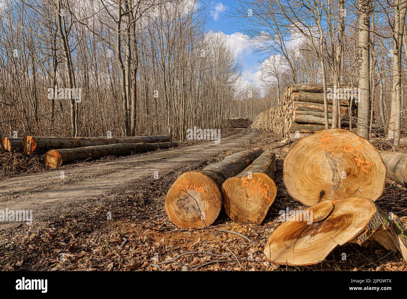 tree trunk, timber industry, sawn logs, trunks, lumber industry, timber ...