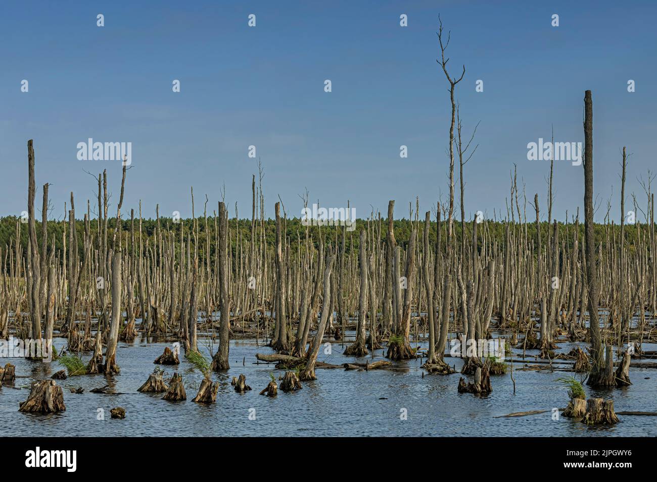 bog landscape, peenetal, bogs Stock Photo - Alamy