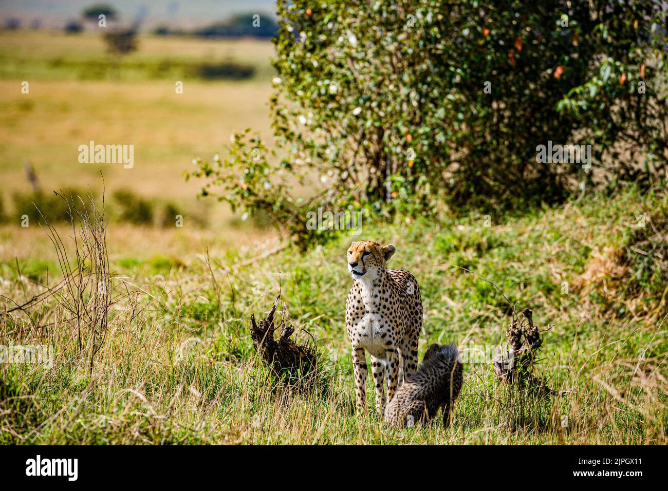cheetah is a large cat and the fastest land animal. It has a tawny to ...