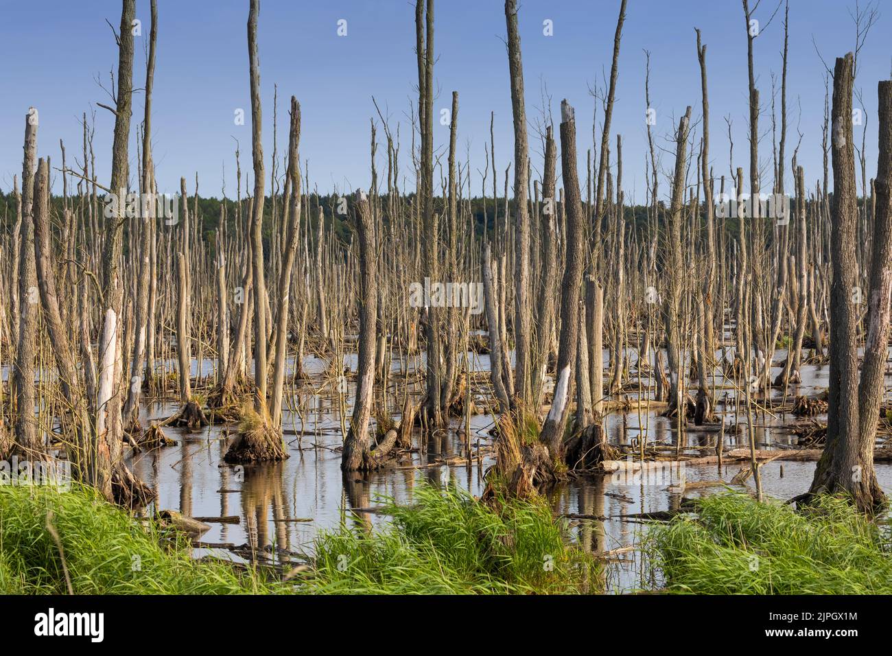 Peenetal hi-res stock photography and images - Alamy