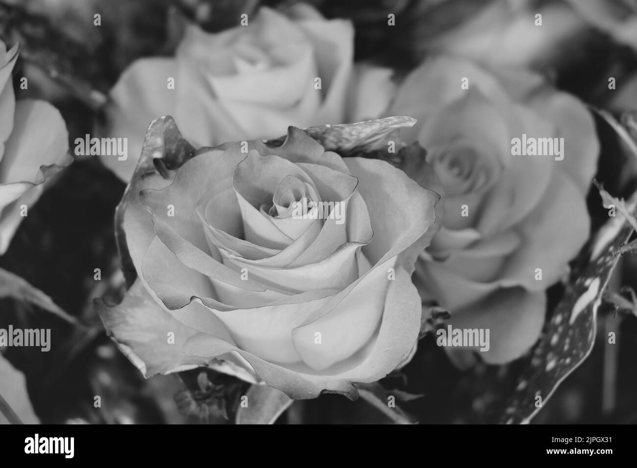 A grayscale of a Rose in bloom in a park Stock Photo - Alamy