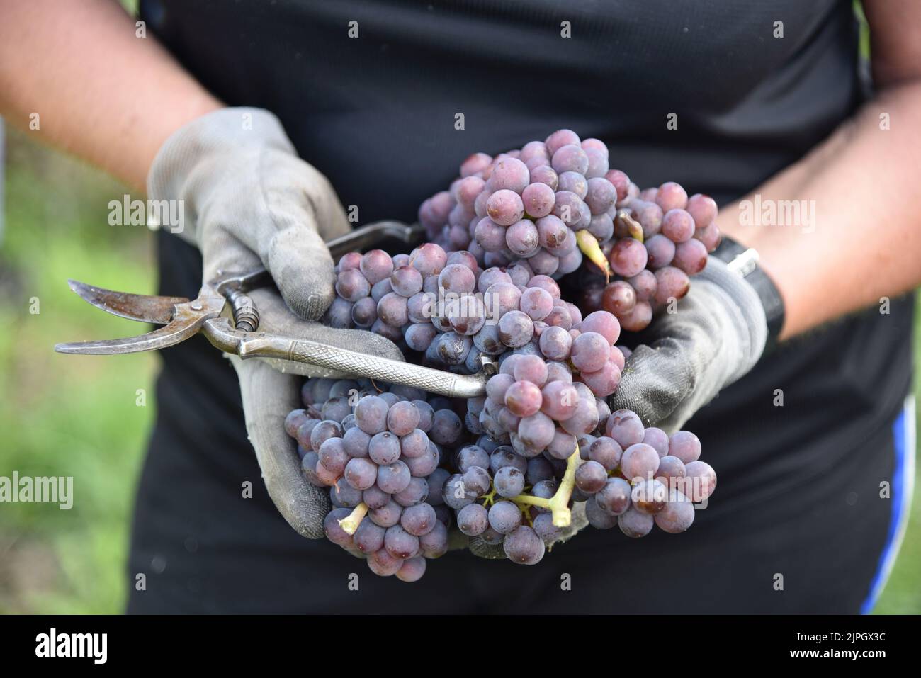 grapes, vintage, grape, vintages Stock Photo - Alamy