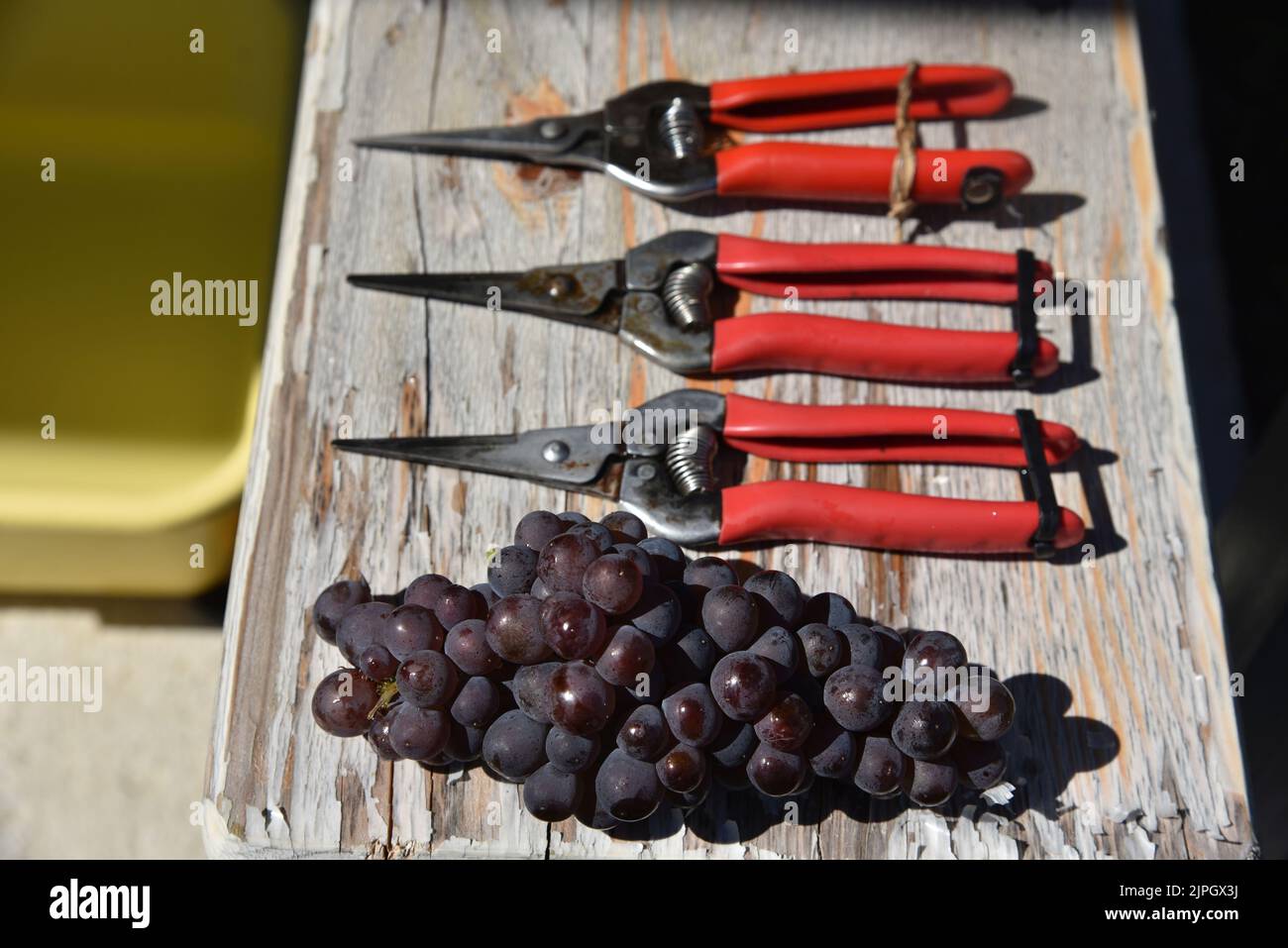 Vintage secateurs hi-res stock photography and images - Alamy