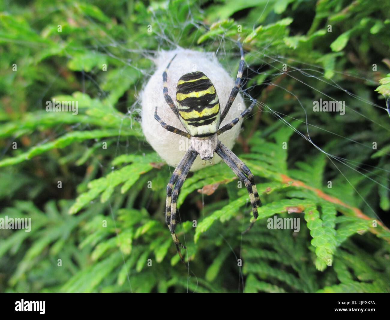 wasp spider, argiope bruennichi, wasp spiders Stock Photo - Alamy