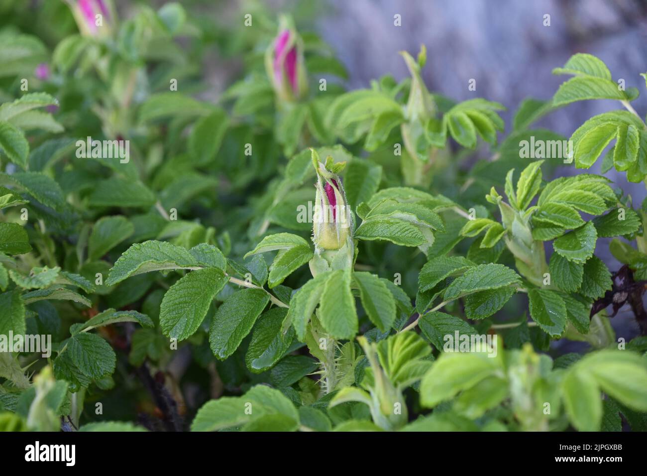 Pink budding rose hips with budding rose hips in a garden Stock Photo ...