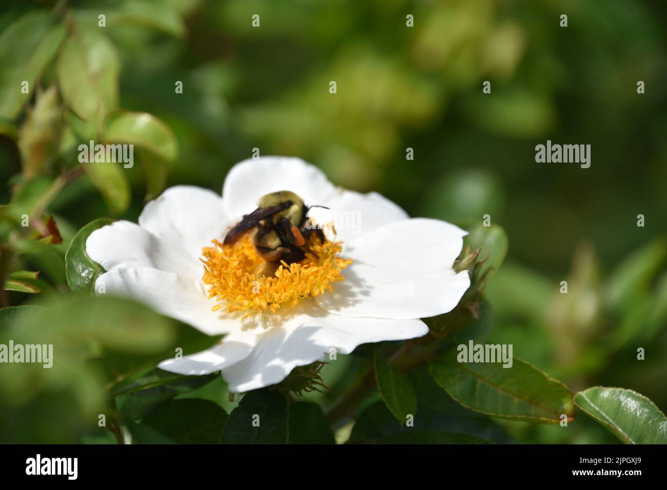 Bee pollinating white roses hi-res stock photography and images - Alamy
