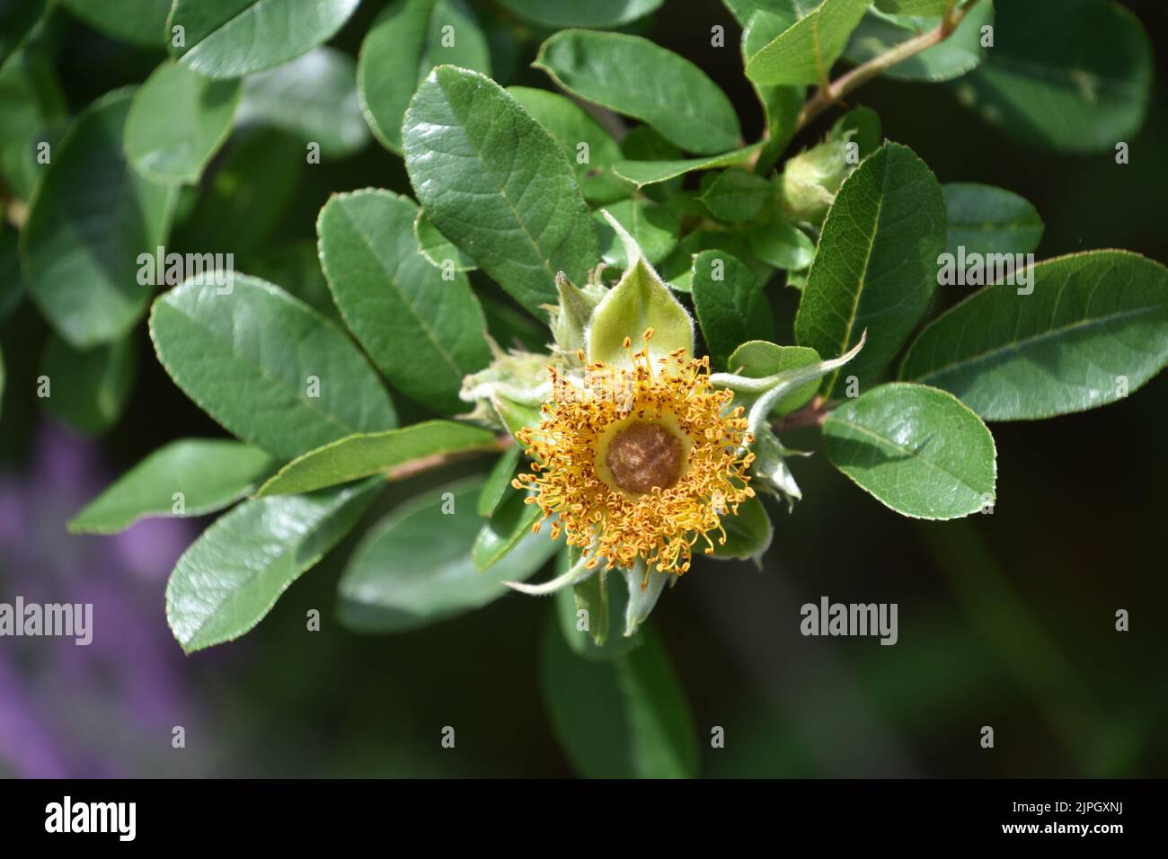Close up look at the center of a beach rose after the petals have ...