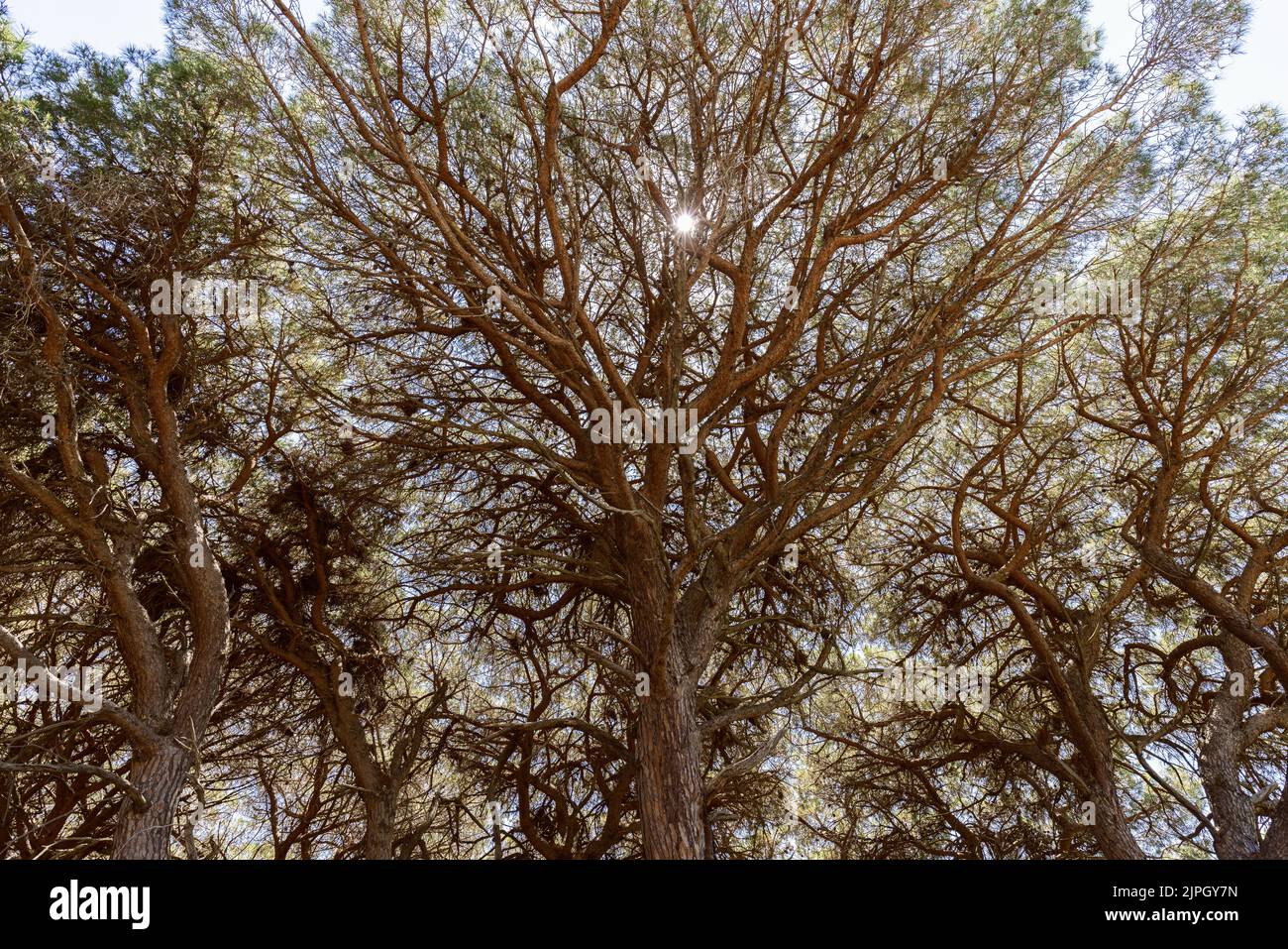 Small sun with its rays brightly breaks through the crowns of giant ...