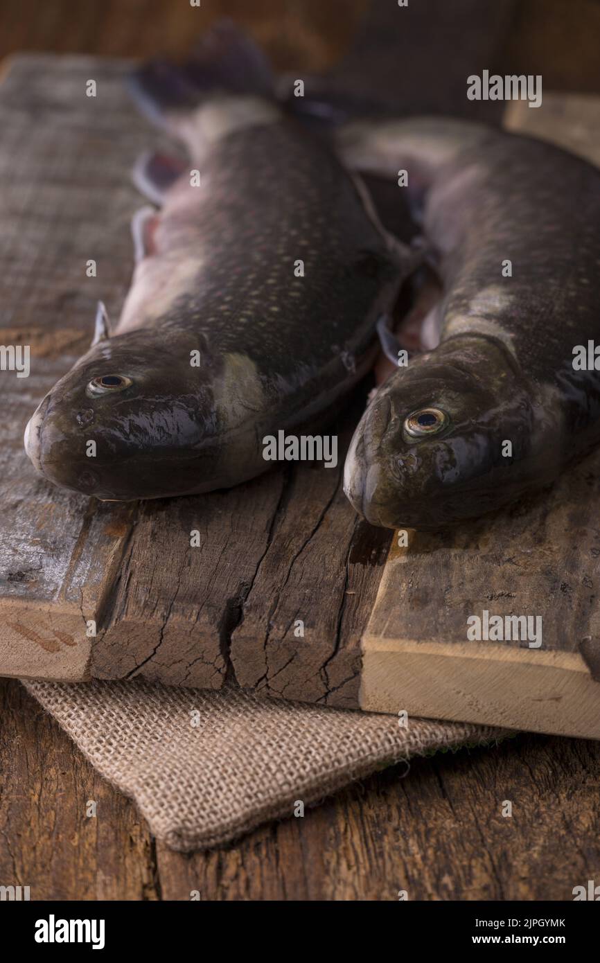 Brook char hi-res stock photography and images - Alamy