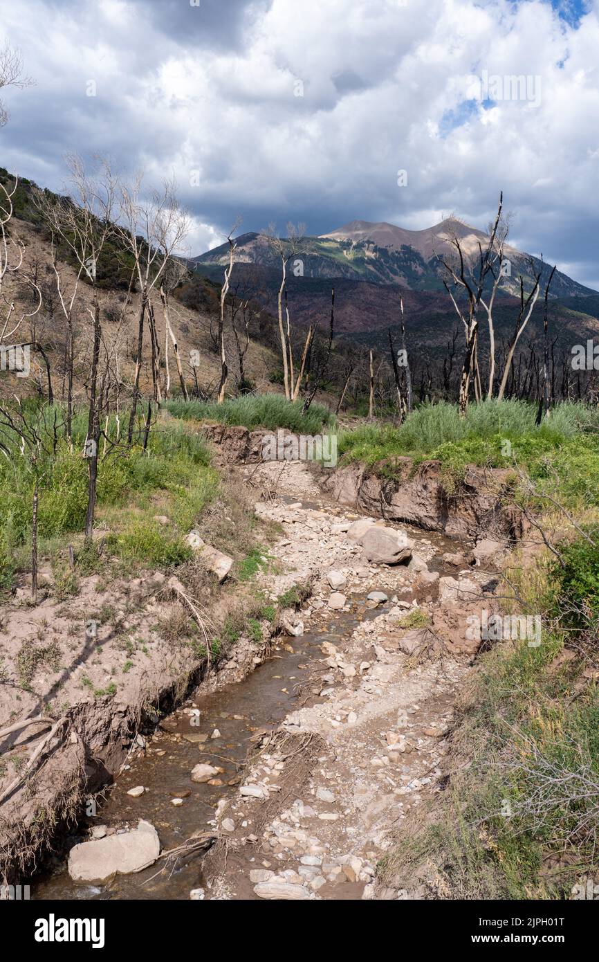 Severe erosion caused by flash flooding after vegetation loss from a ...
