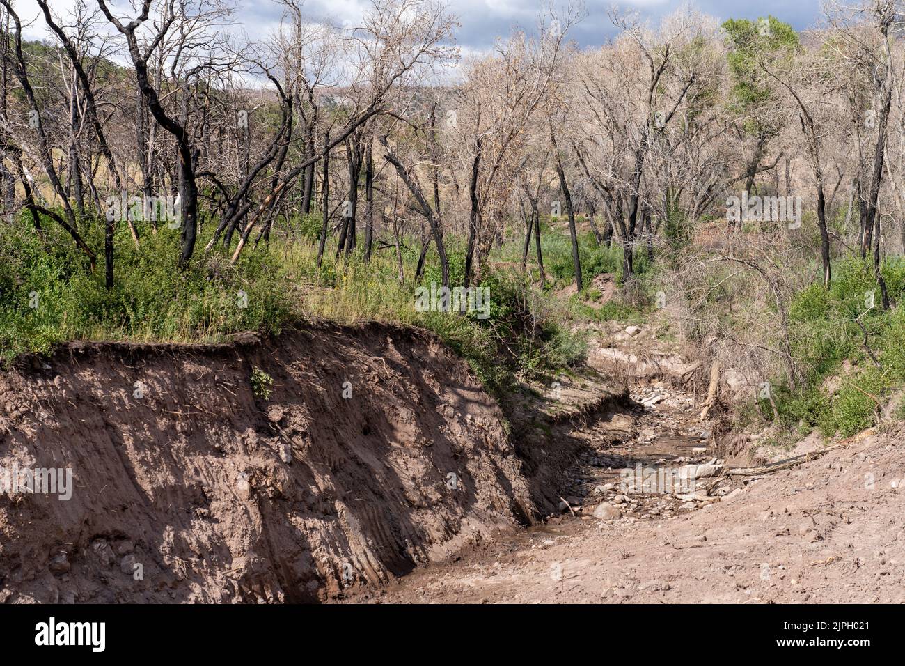Severe erosion caused by flash flooding after vegetation loss from a ...
