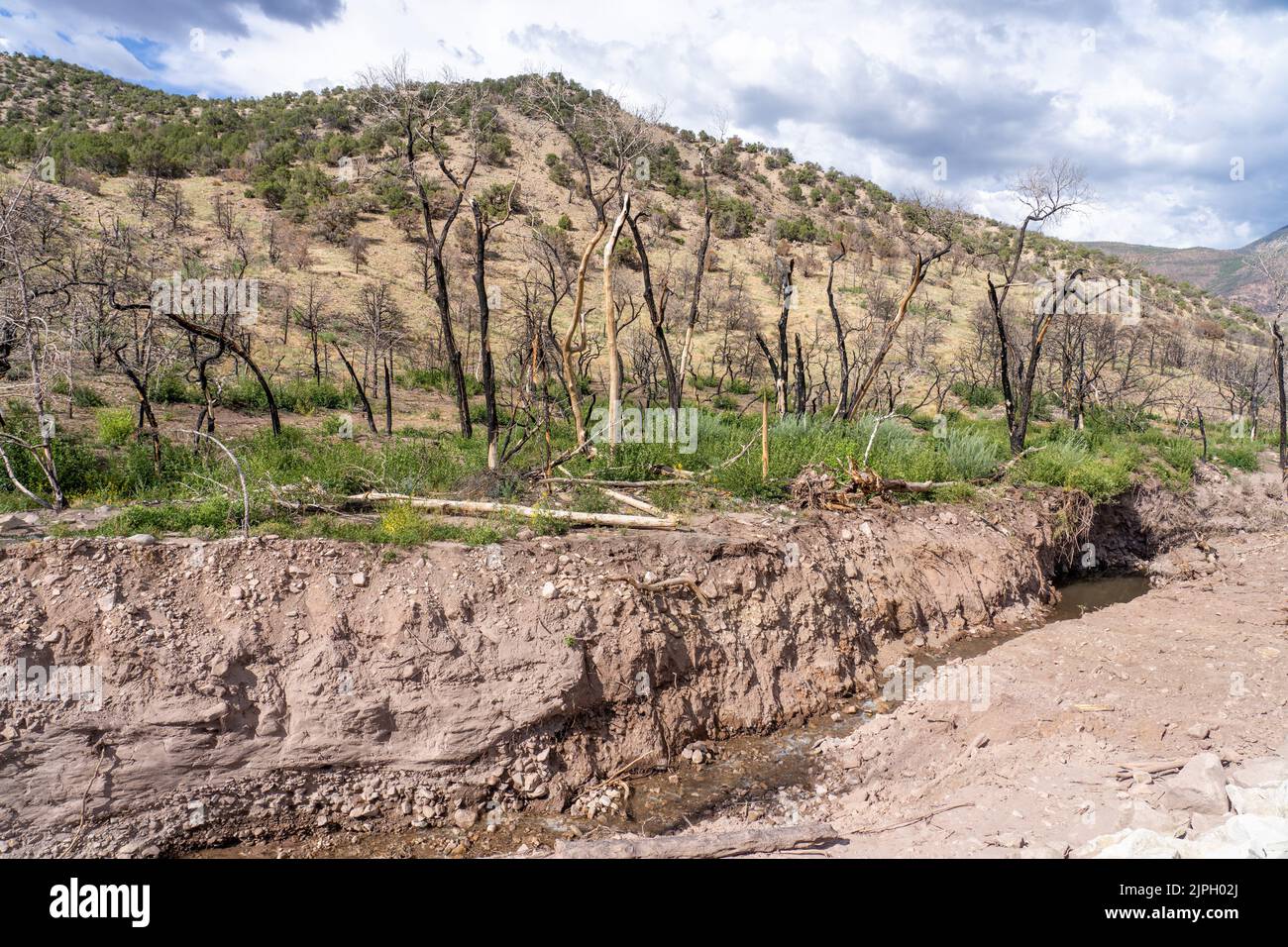 Severe erosion caused by flash flooding after vegetation loss from a ...