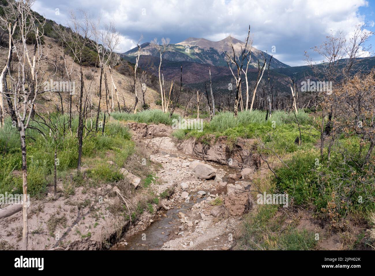 Severe erosion caused by flash flooding after vegetation loss from a ...