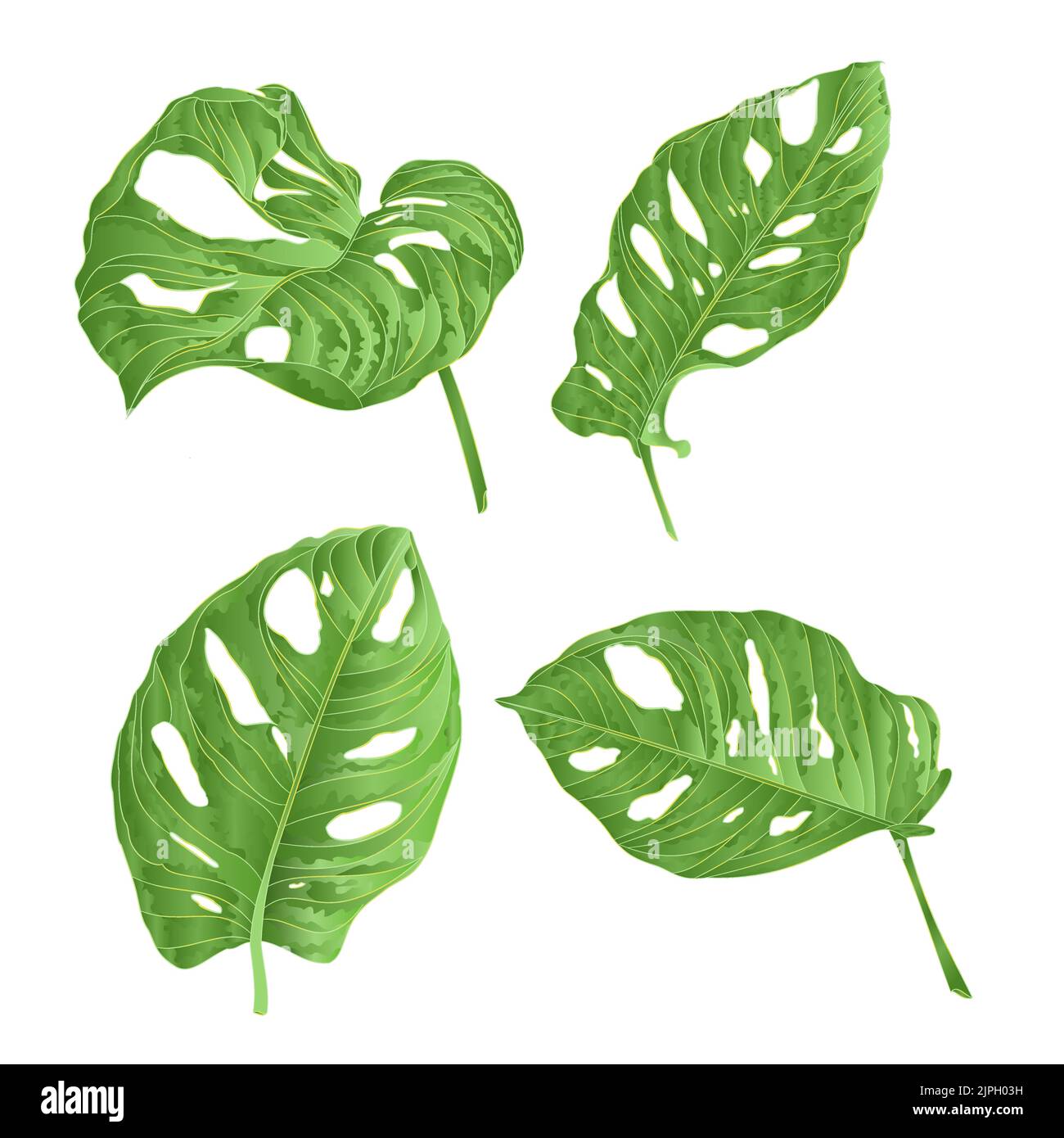 Tropical plant sheets of Monstera deliciosa natural isolated on a white ...
