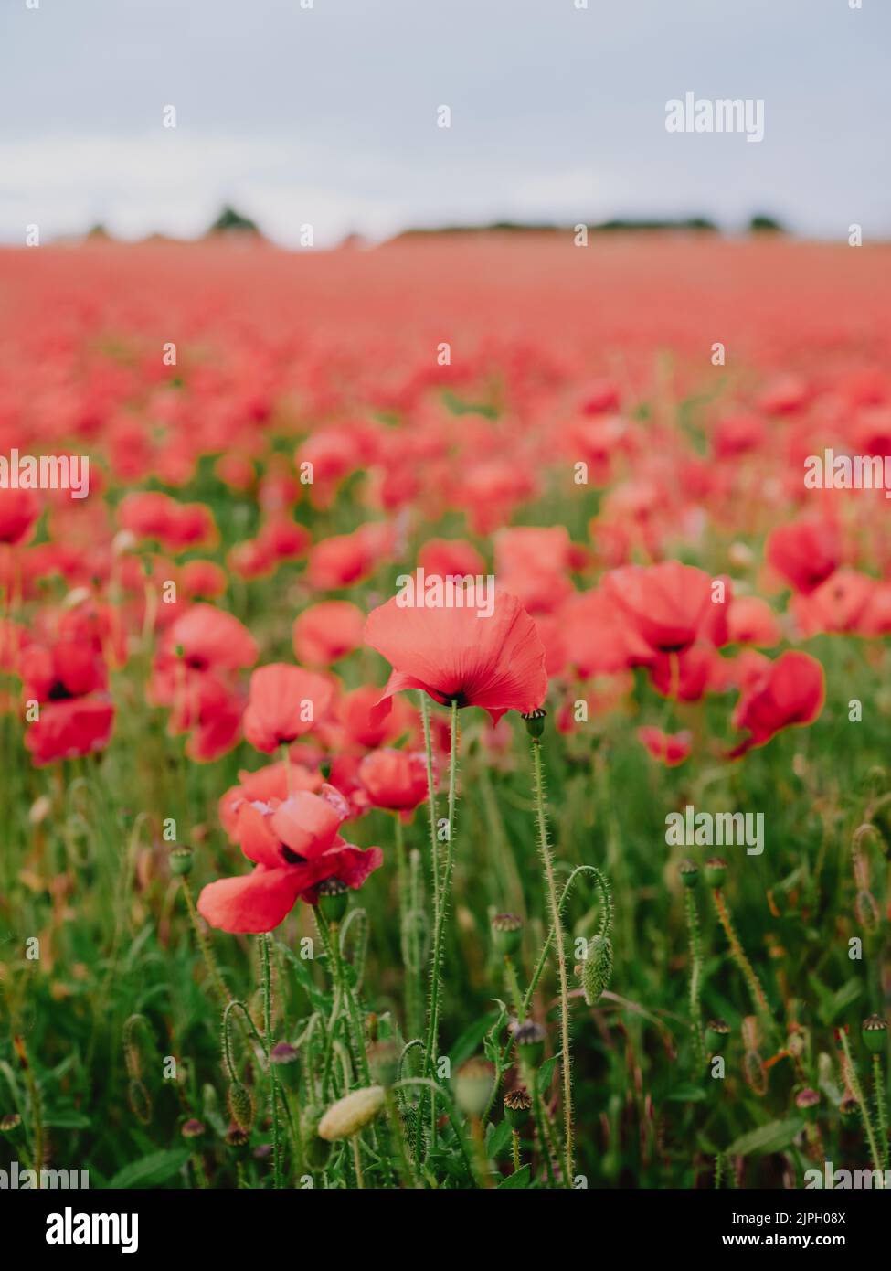 A red poppy field in summer nature background with minimal focus Stock ...