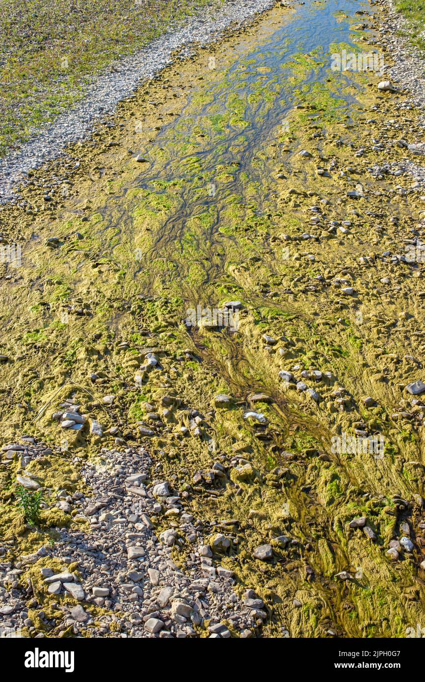 Almost dry river bank with green moss, side view Stock Photo - Alamy