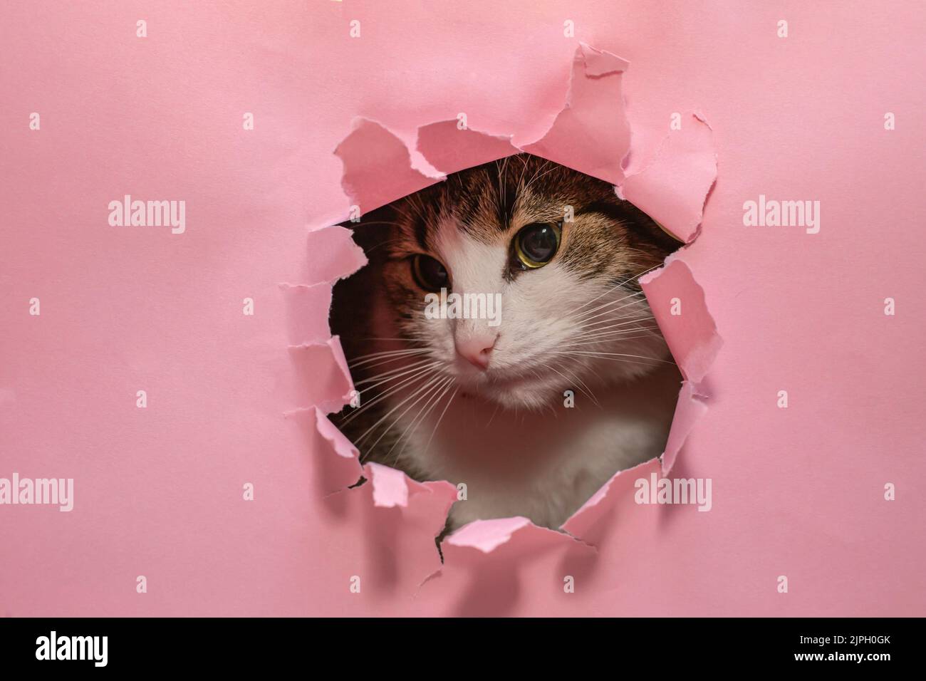 Portrait cat cat looking thru hi-res stock photography and images - Alamy