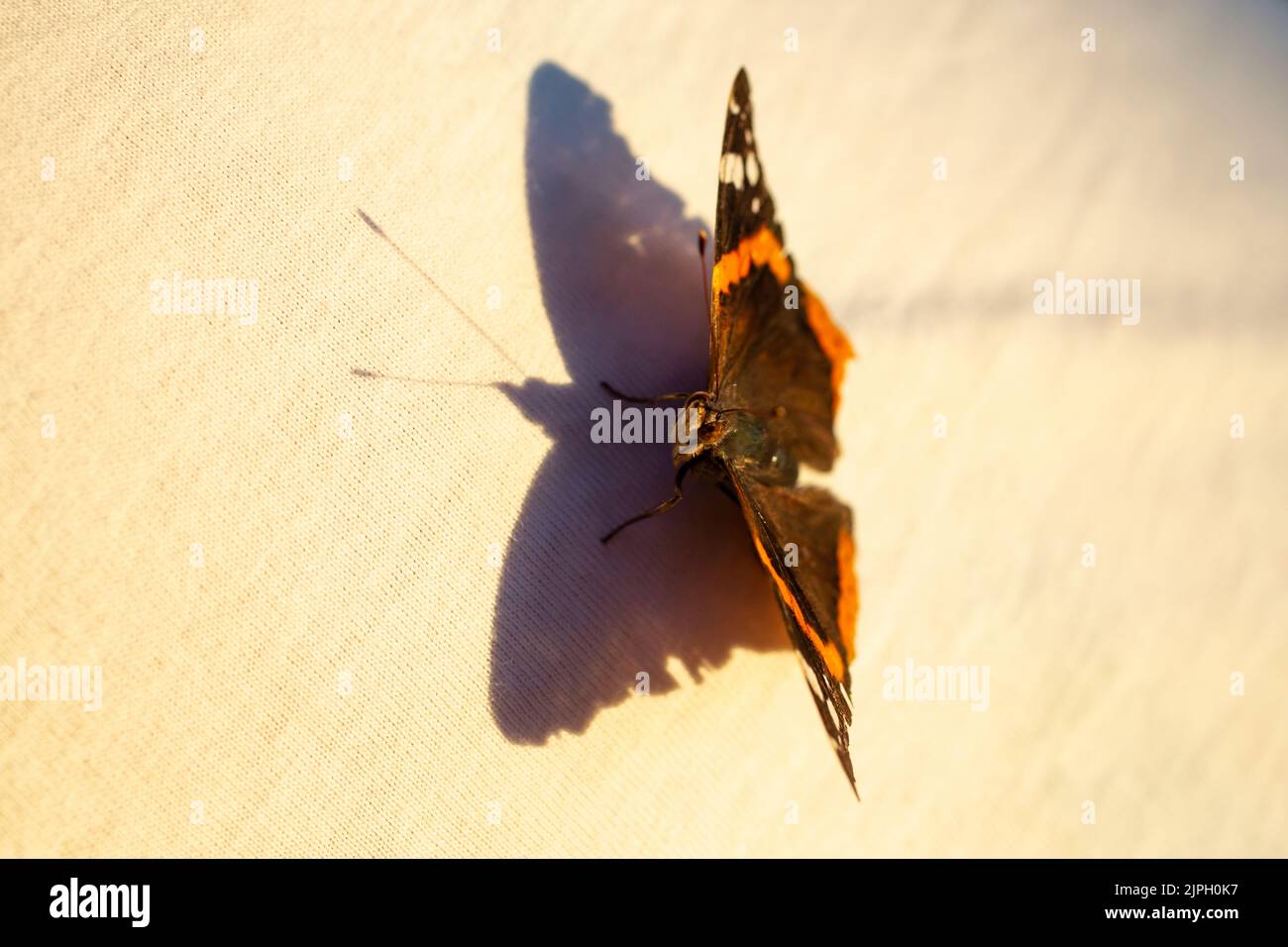 Soft focus photo of a Butterfly in the sun with shadow on a white ...