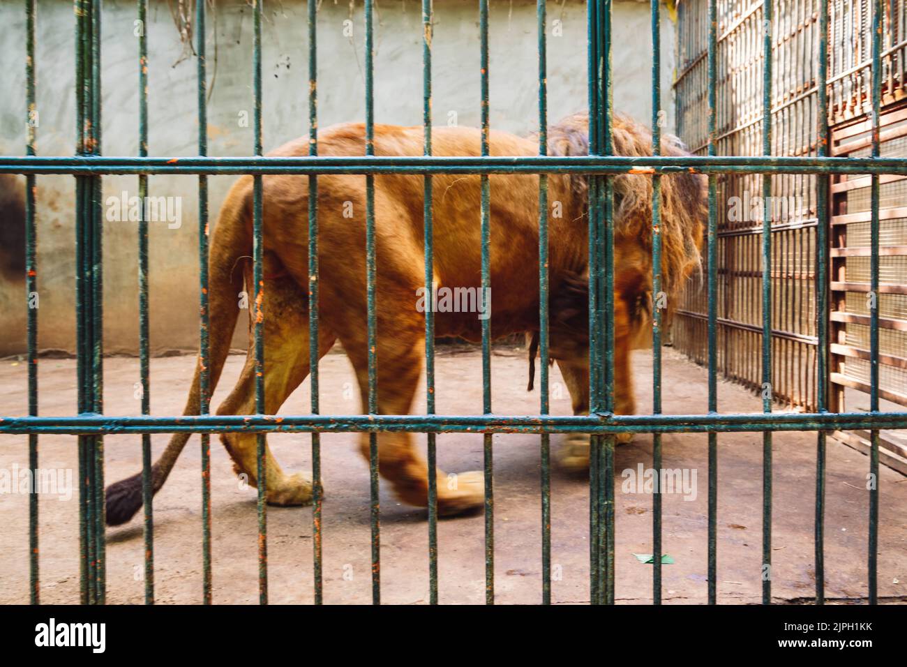 a lion in a cage behind bars in a zoo Stock Photo - Alamy