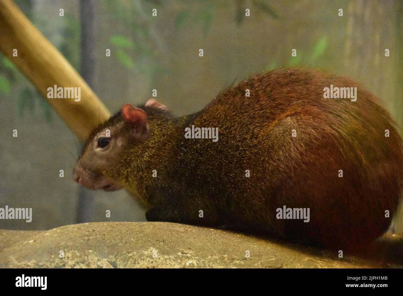Amazing Brazilian agouti hunched over and gazing around with long fur ...