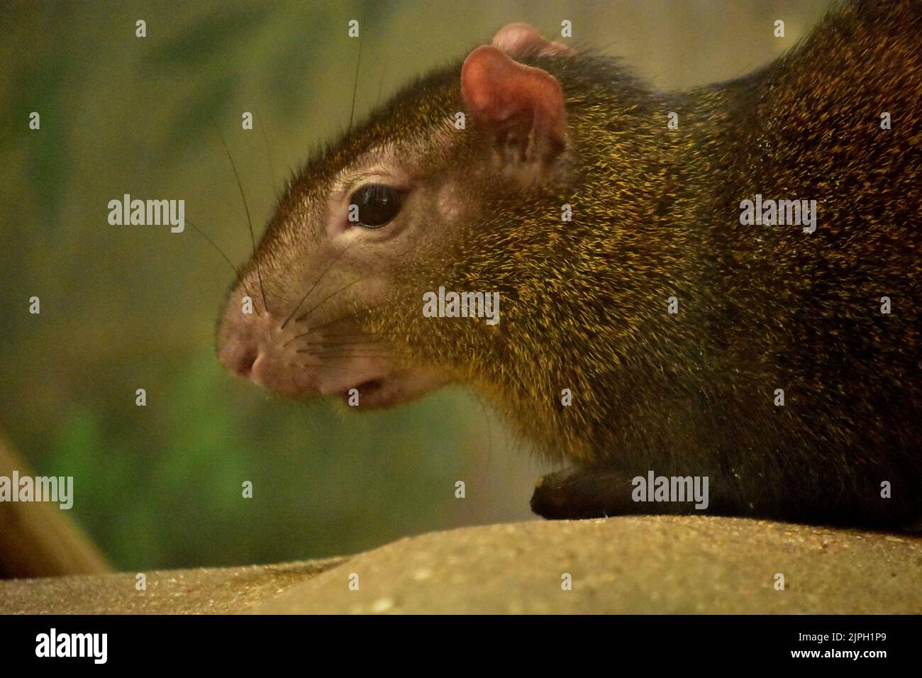 Amazing profile capture of a Brazilian Agouti close up and personal ...