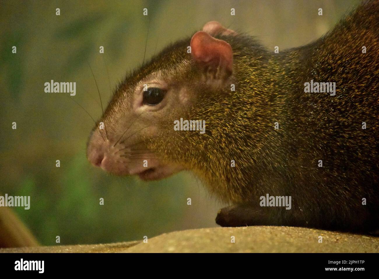 Side profile of a Brazilian agouti up close and personal Stock Photo ...