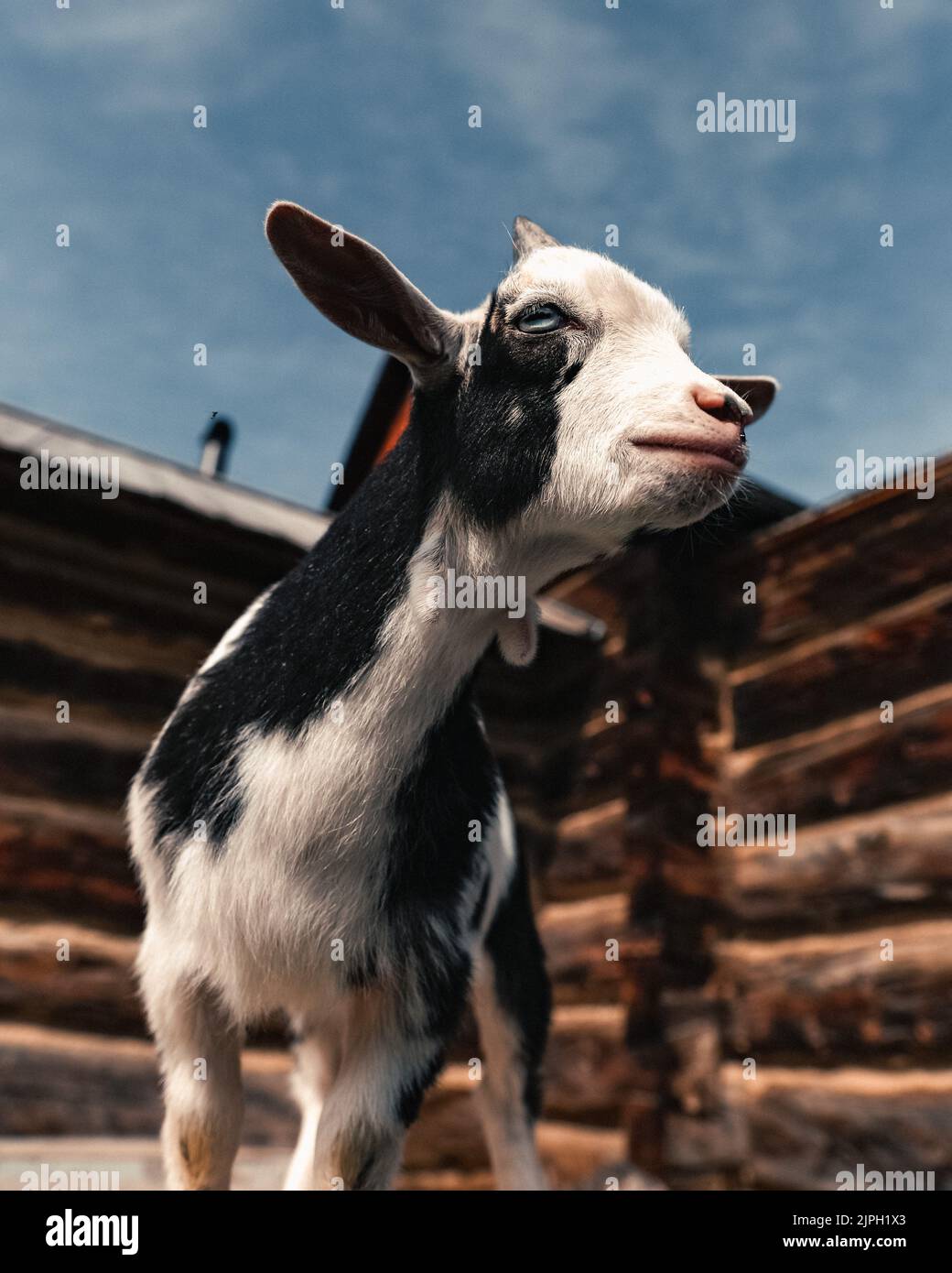Black nigerian goat hi-res stock photography and images - Alamy