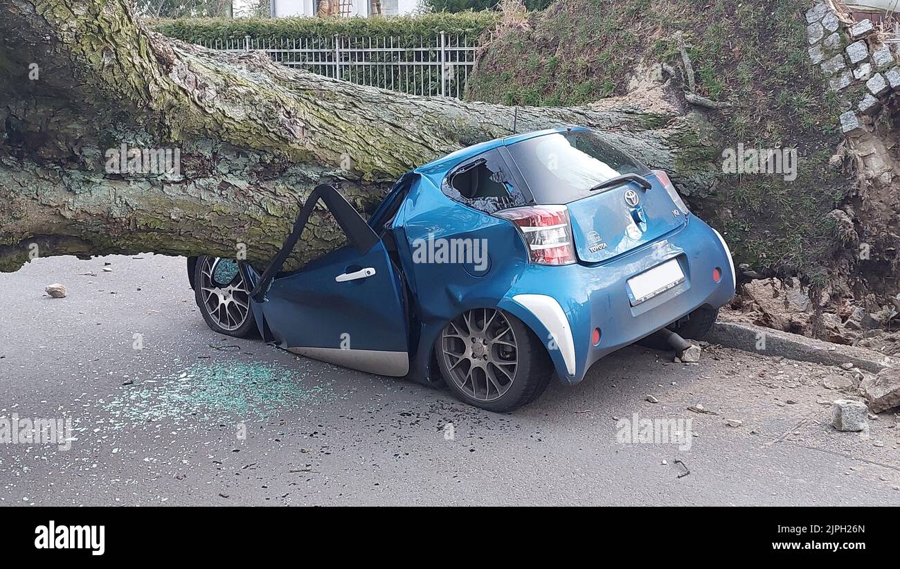 tree, car, fallen tree, total loss, trees, cars, fallen trees Stock ...