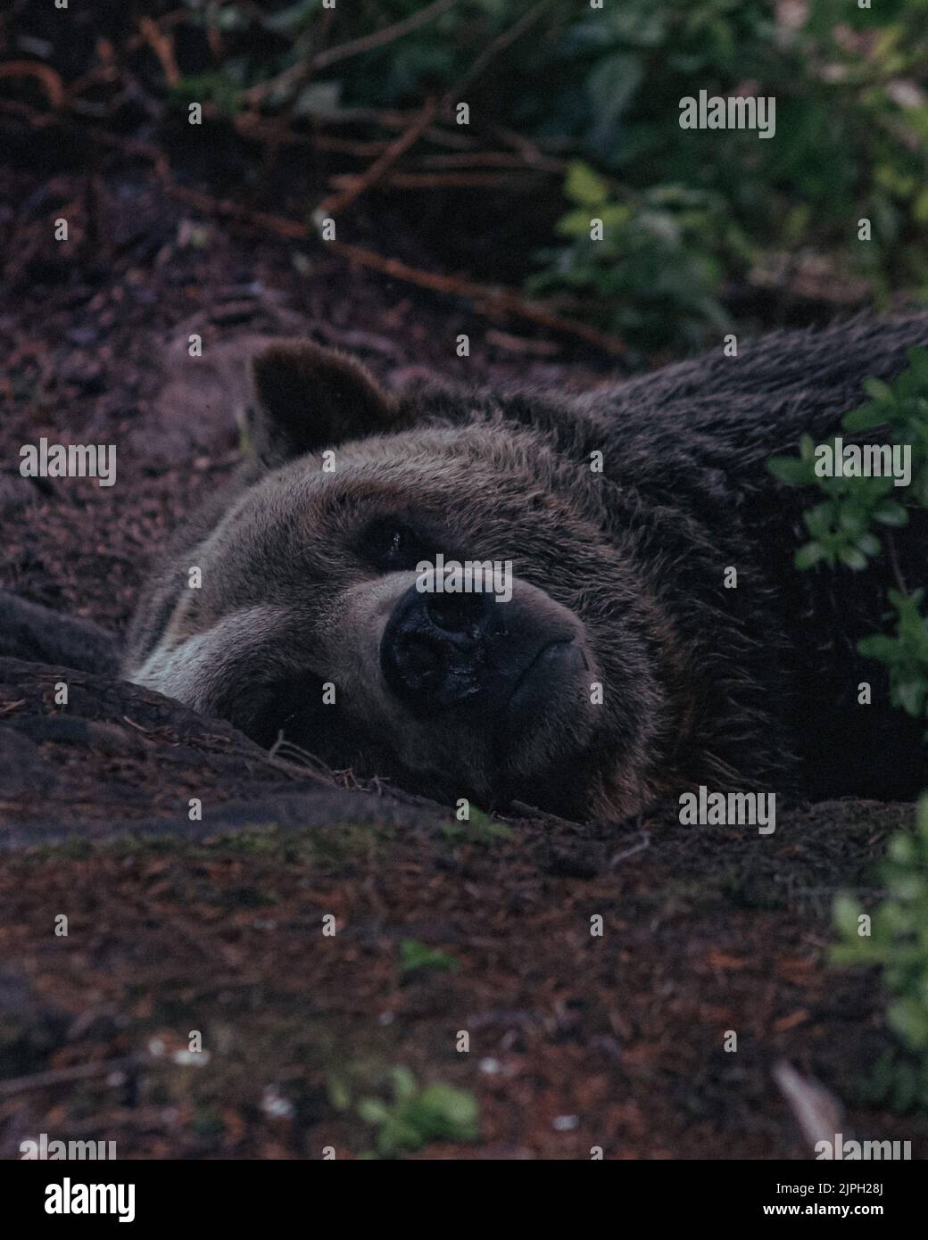The vertical close-up view of a Louisiana black bear laying on the ...