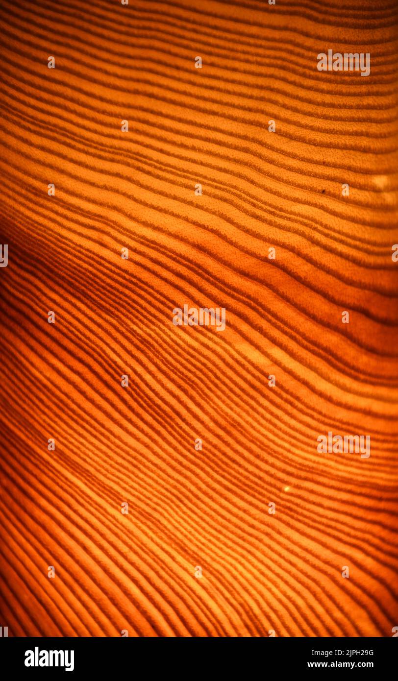 pattern, wood, lines, patterns, woodland, woodlands, woods, line Stock ...