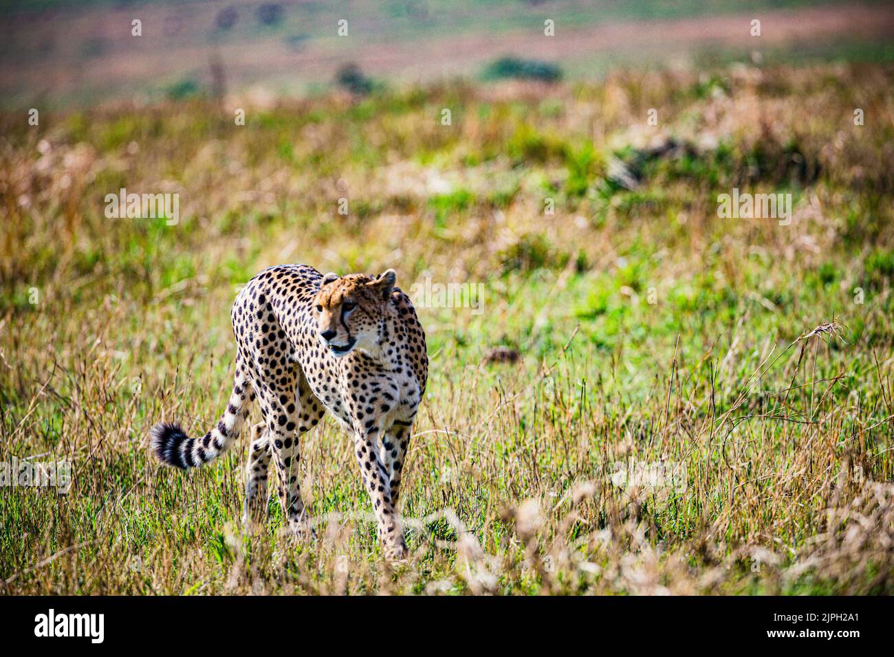 cheetah is a large cat and the fastest land animal. It has a tawny to ...