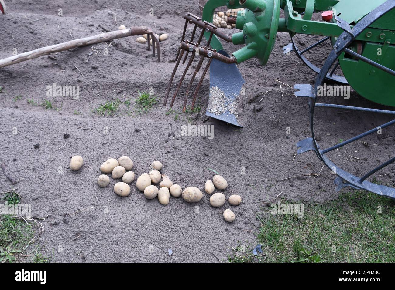 potatoes, potato harvest, potato harvests Stock Photo - Alamy