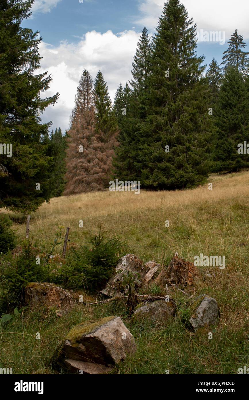 Montagnes des Vosges Stock Photo - Alamy