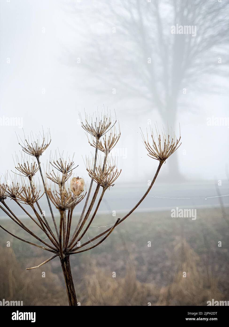 plant, umbel, plants, umbels Stock Photo - Alamy