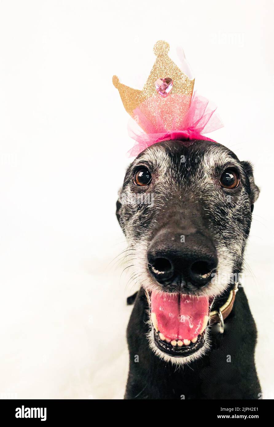 Animal funnies hi-res stock photography and images - Alamy