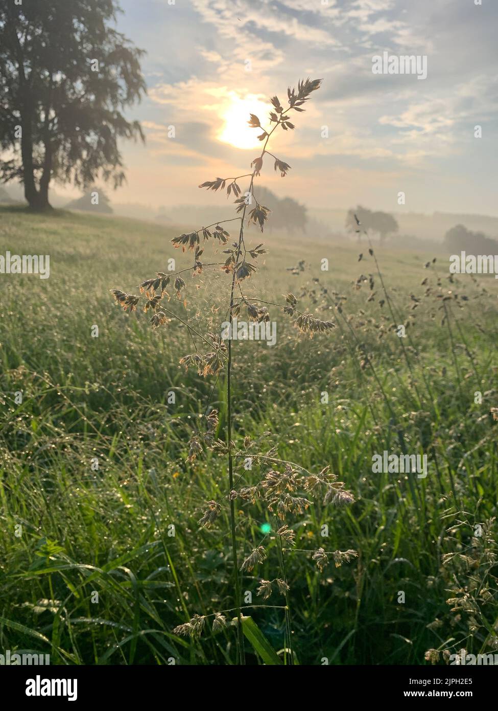 meadow, grasses, morning light, meadows, morning lights Stock Photo - Alamy