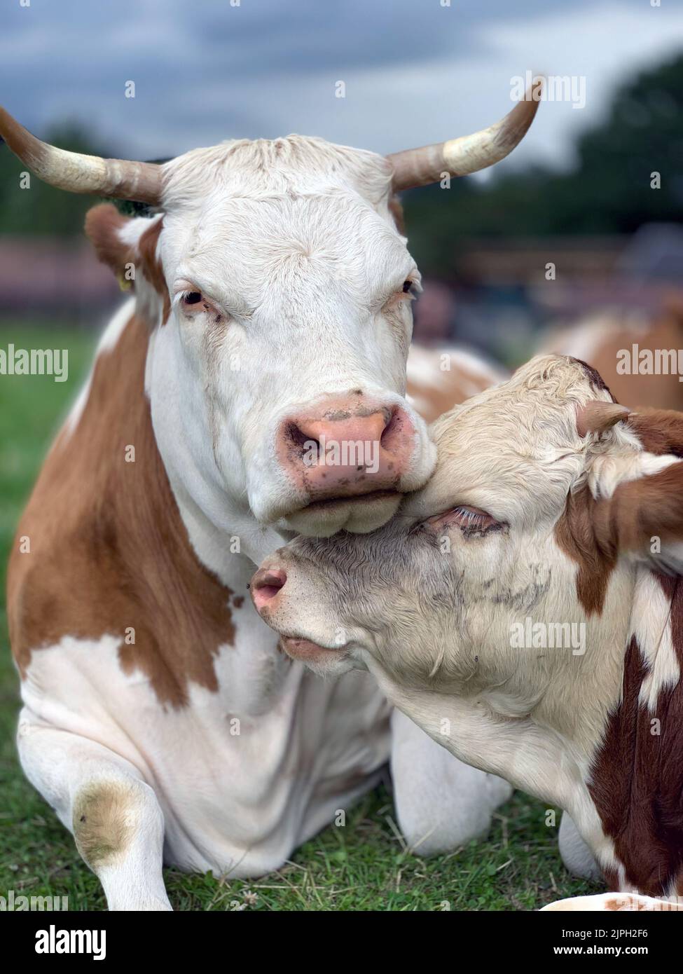 Cow hugging hi-res stock photography and images - Alamy