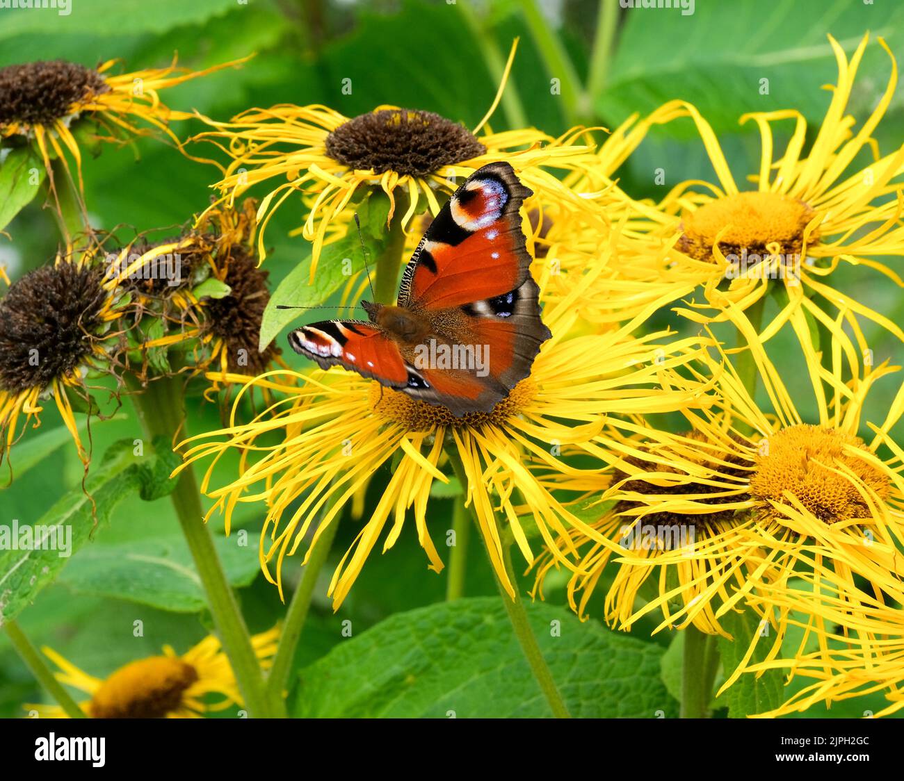 A red admiral butterfly rests on yellow strands of flower petals Stock ...