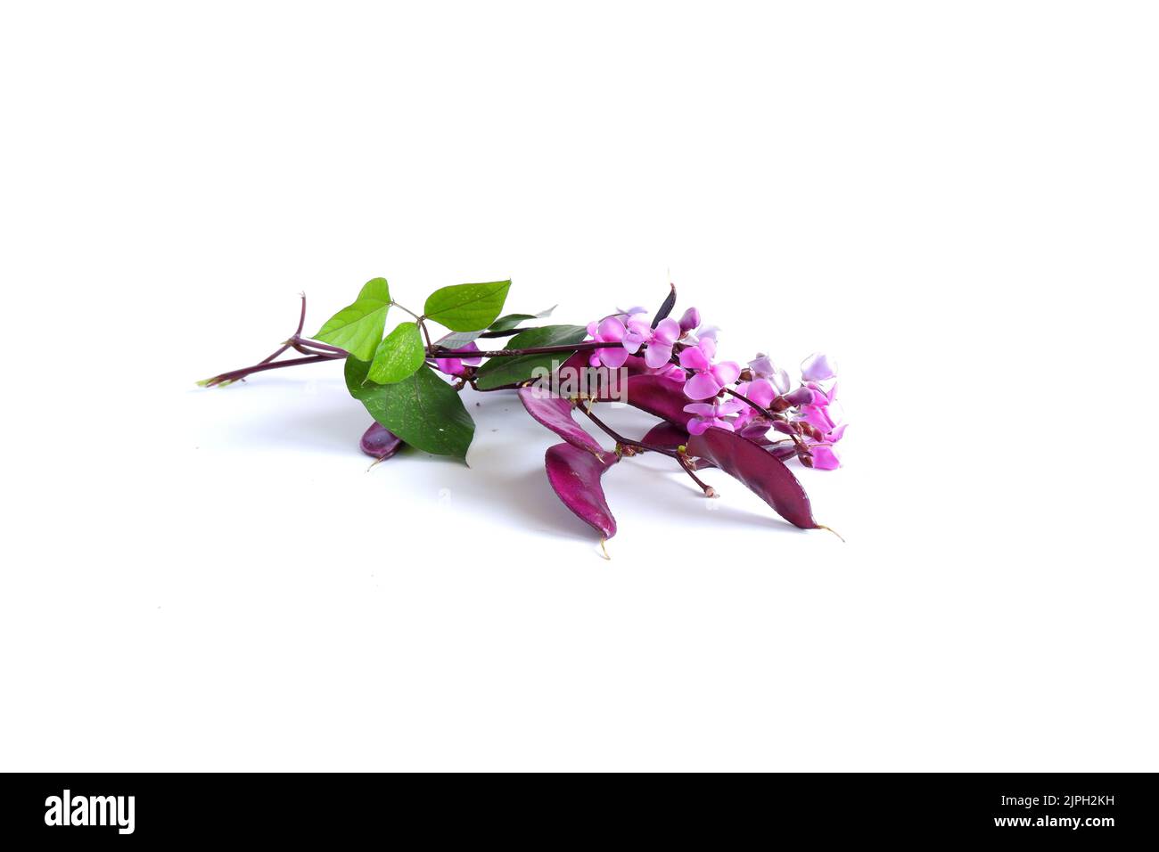Dolichos, hyacinth beans, curly beans. Twig with leaves, flowers and ...