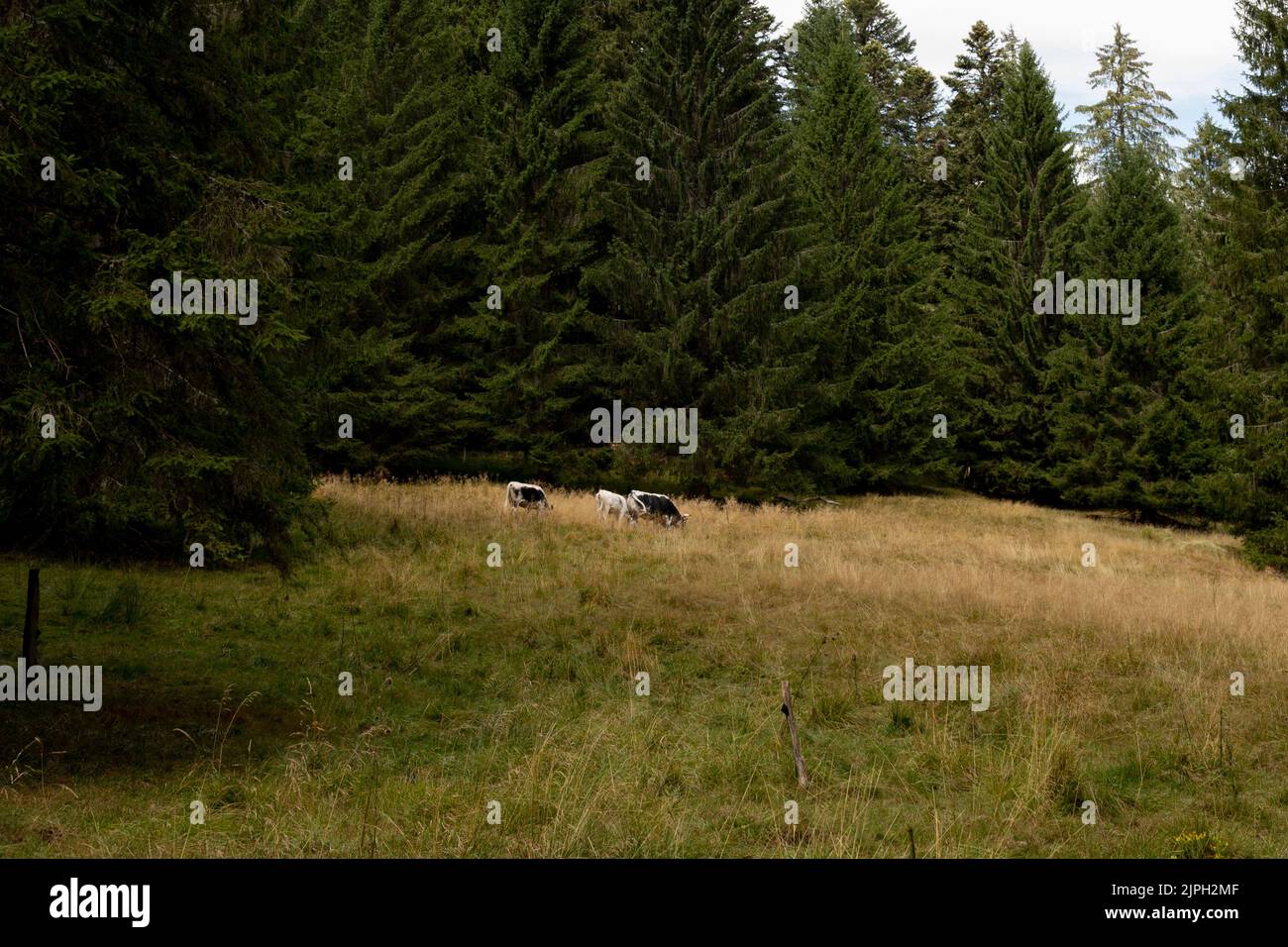 Montagnes des Vosges Stock Photo - Alamy