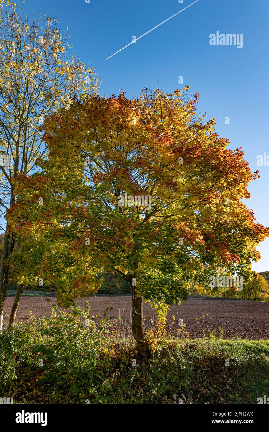 Variegated field maple hi-res stock photography and images - Alamy