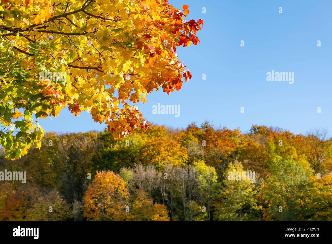 Multiple red autumn maple hi-res stock photography and images - Alamy